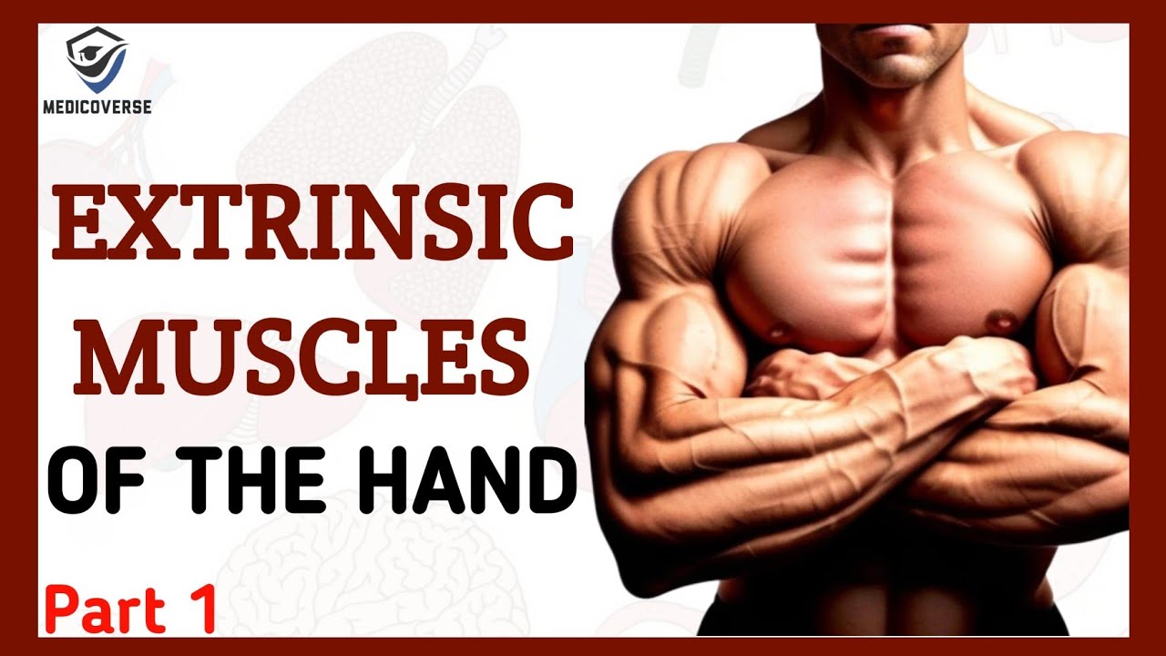 Muscles of the forearm | Origin , Insertion and Action | Extrinsic ...