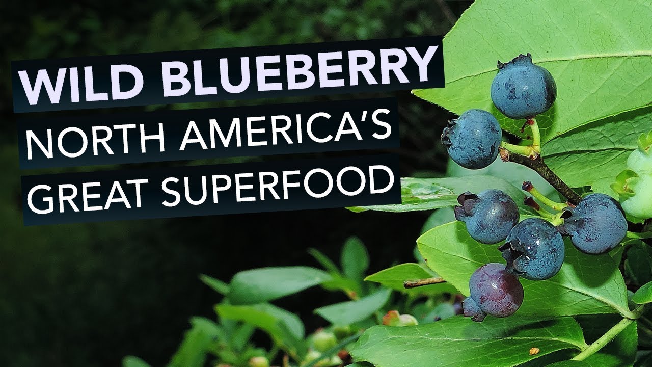 Wild Blueberry — North America's Great Superfood - YouTube