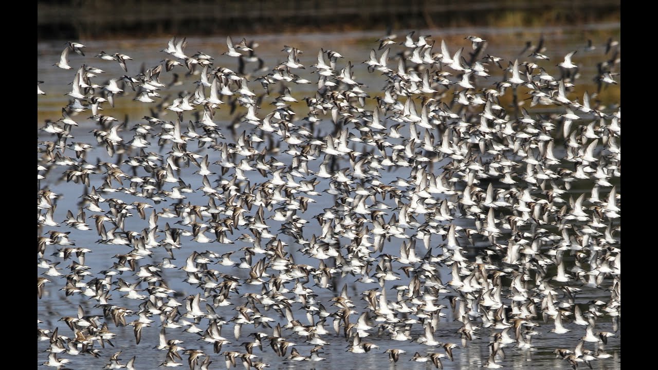 Birds in flight | Murmuration of Western Sandpipers | Part 1 - YouTube