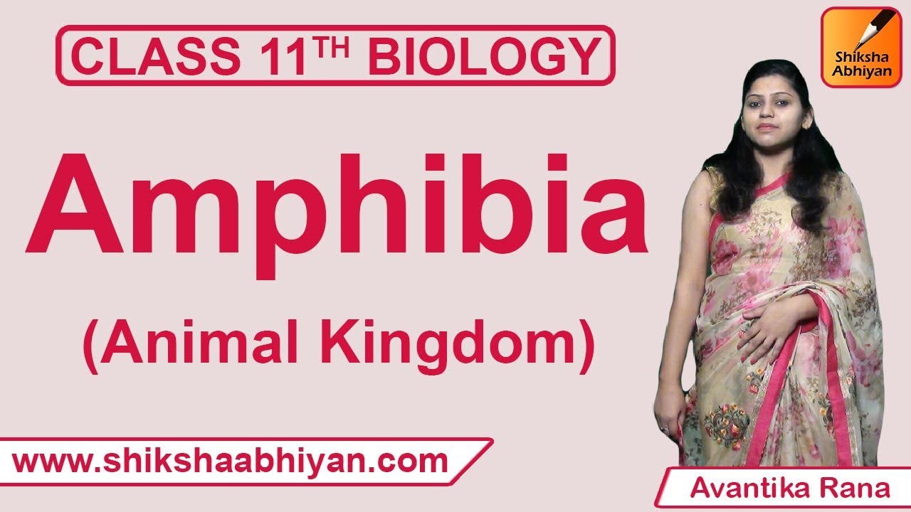 Amphibia-#CBSE Class 11 Biology - YouTube