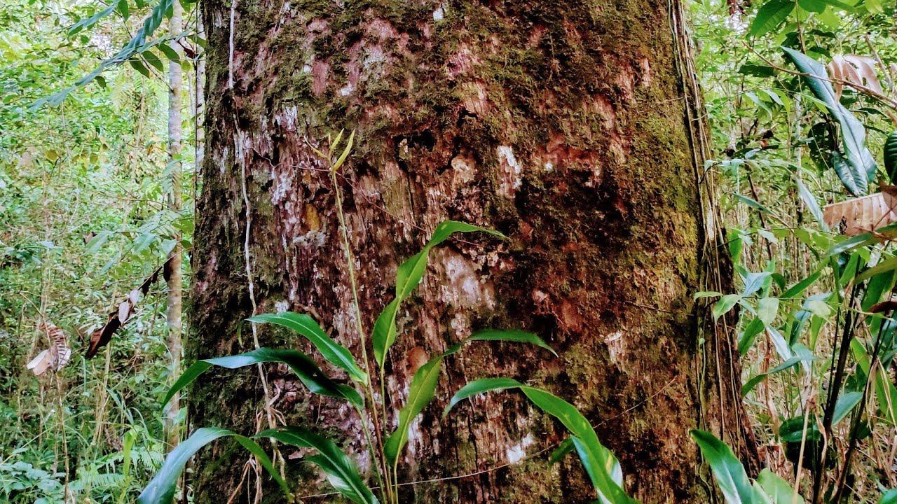 Ancient Jungle Mango / Bambagan / Asam Bawang (Mangifera pajang) Tree ...