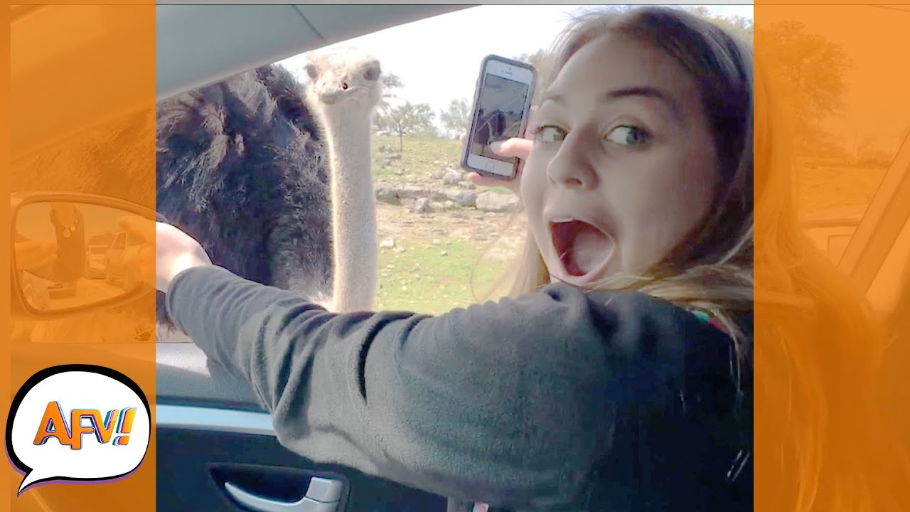 Big Birds Take BIG BITES! 😅 | Funniest Bird Fails | AFV 2021 - YouTube