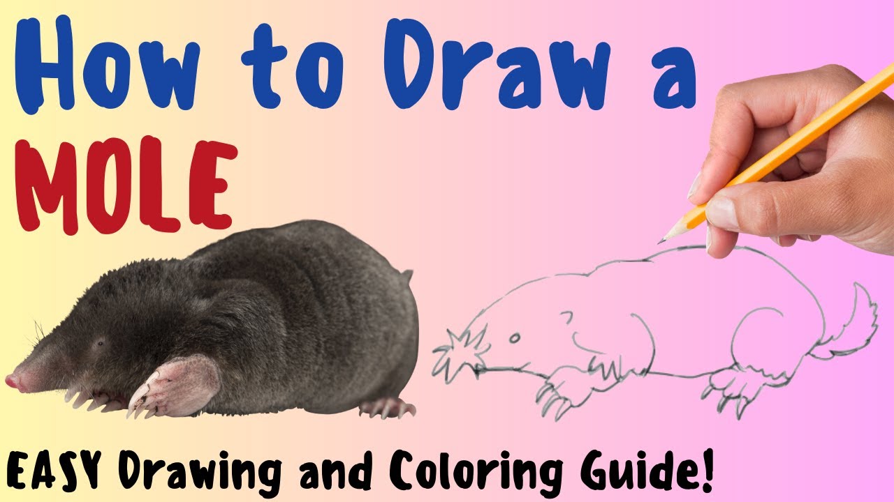 How To Draw A Mole - Fun and Simple Step By Step Drawing and Coloring ...