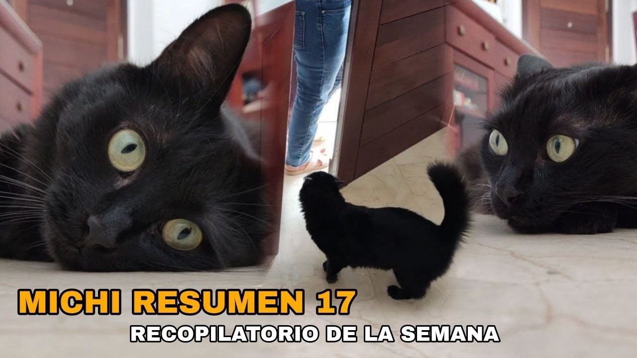MICHI RESUMEN 17. Recopilatorio de la semana - YouTube