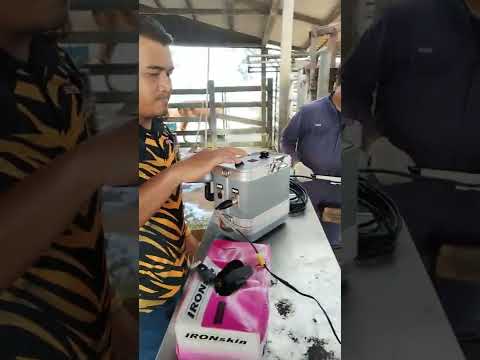 Electro ejaculation in Bull.