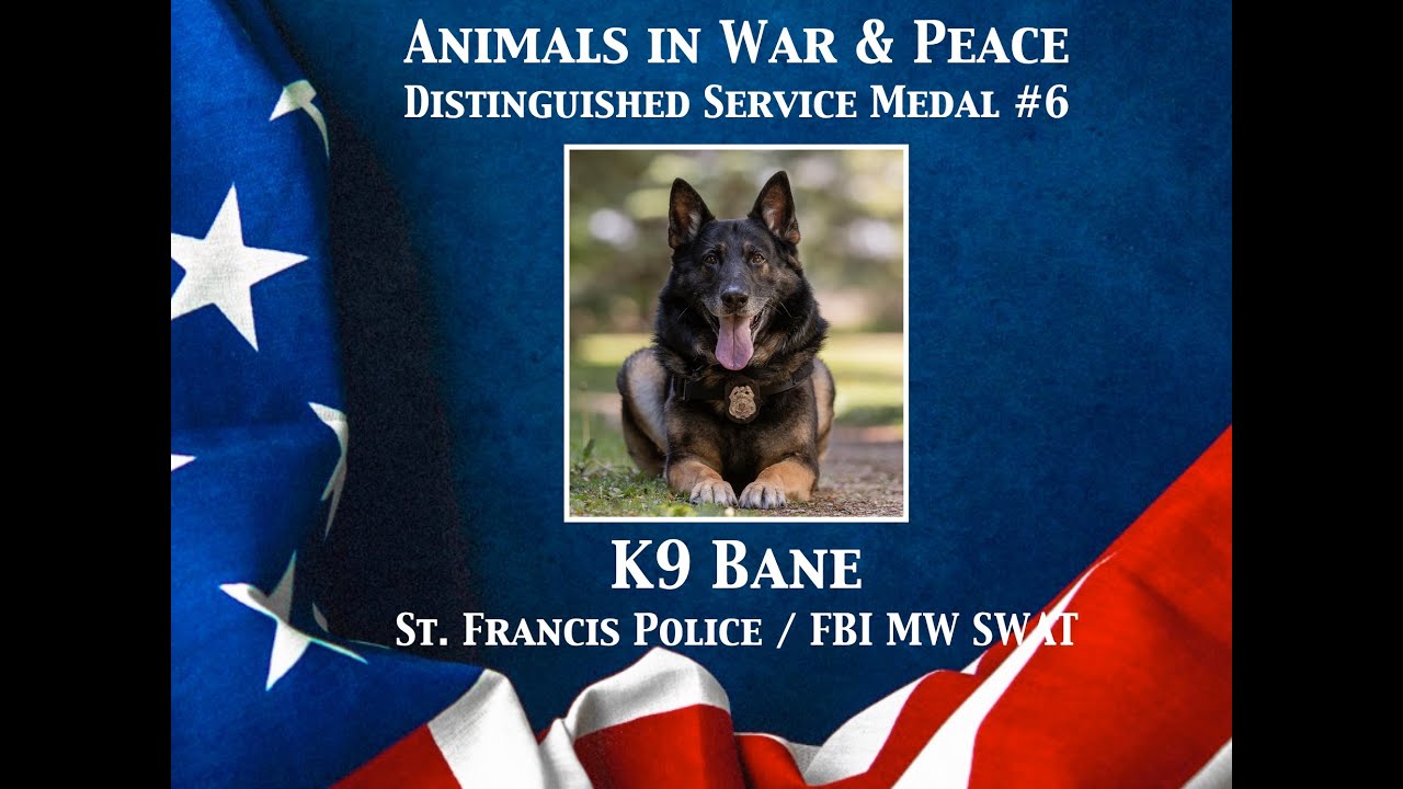 K9 Bane - Animals in War & Peace Distinguished Service Medal #6 (2024 ...