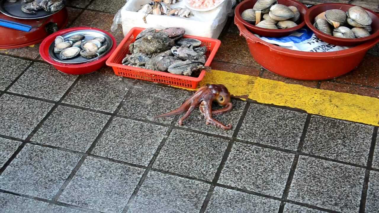 Octopus running to save it's live - YouTube