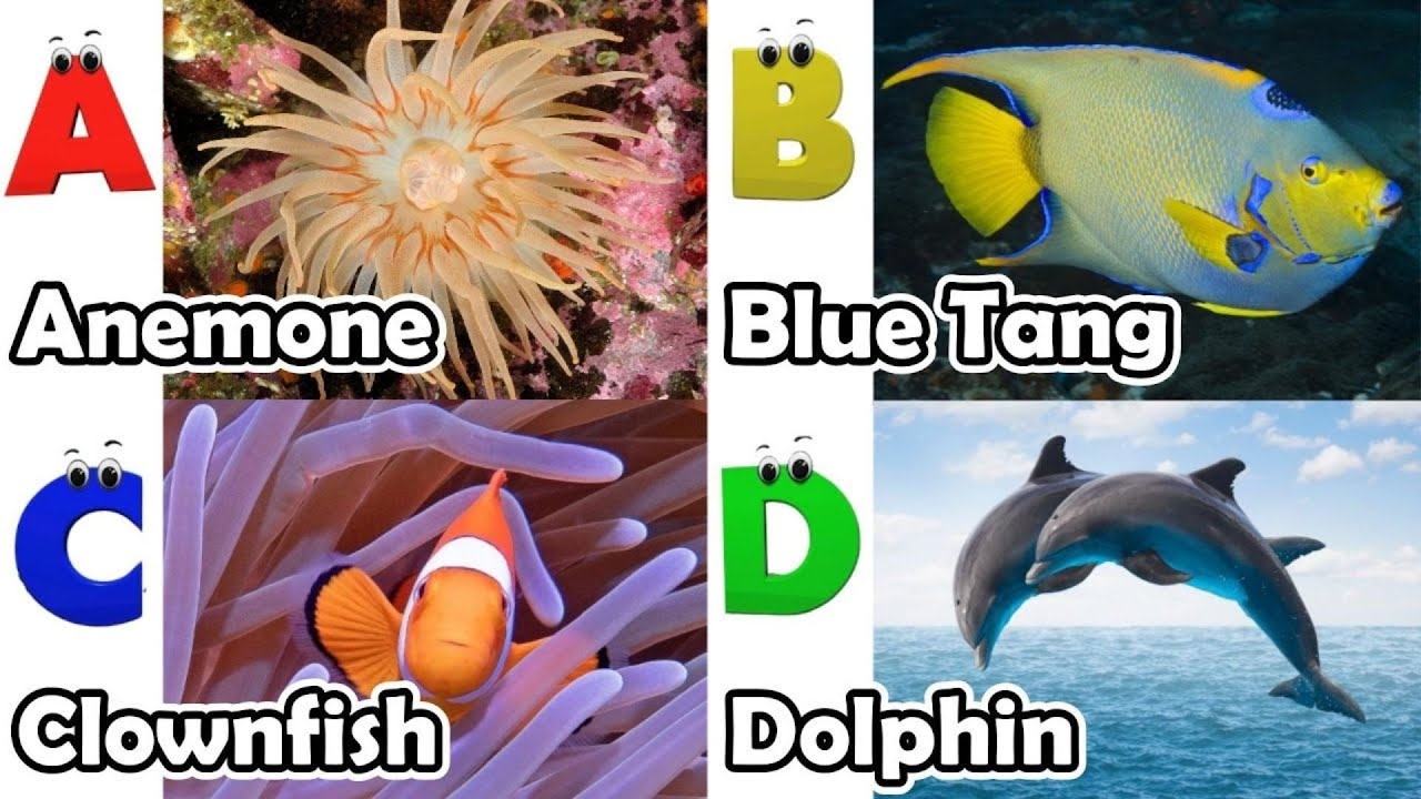 ABC Sea Animals | ABC Safari Animals 18TH1929 | Alphabet Animals Song ...