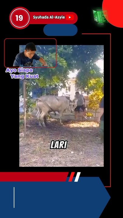 NGAKAK SEMAKIN HEBOH SAPI KURBAN NGAMUK TERBARU 2024 #sapikurbanterbaik #funny #lucu #comedy ...