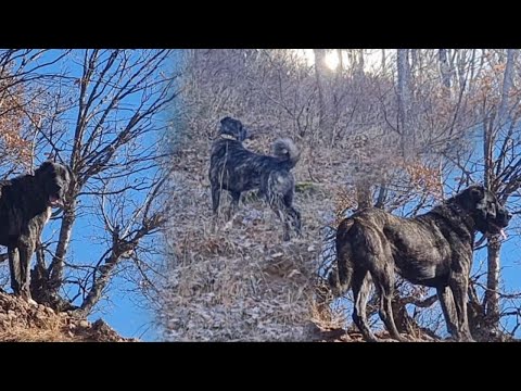 REŞO DA  SON DURUM ....
