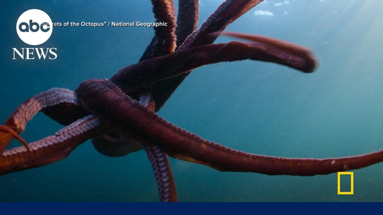 New National Geographic docuseries explores the ‘Secrets of the Octopus ...