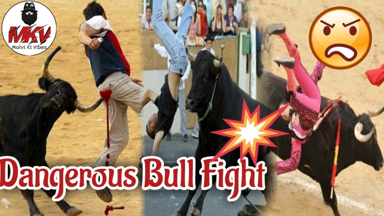 Bull Dangerous Fight | Funny Bull Fight | Bull Fight Accidents ...
