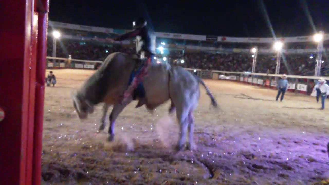 Rodeio em touros/Juara-MT/Fundo dos bretes ! - YouTube