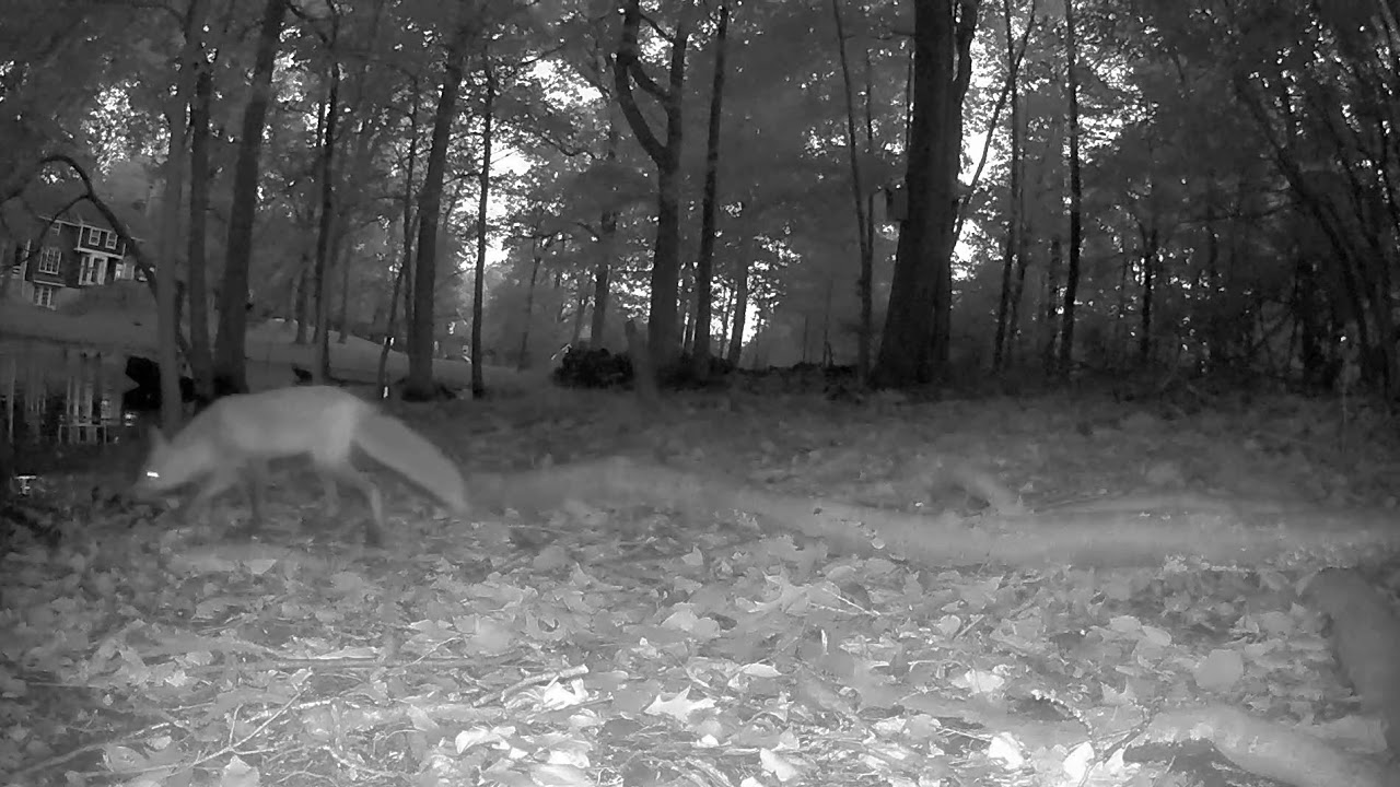 Fox Checking Out Ducks - YouTube