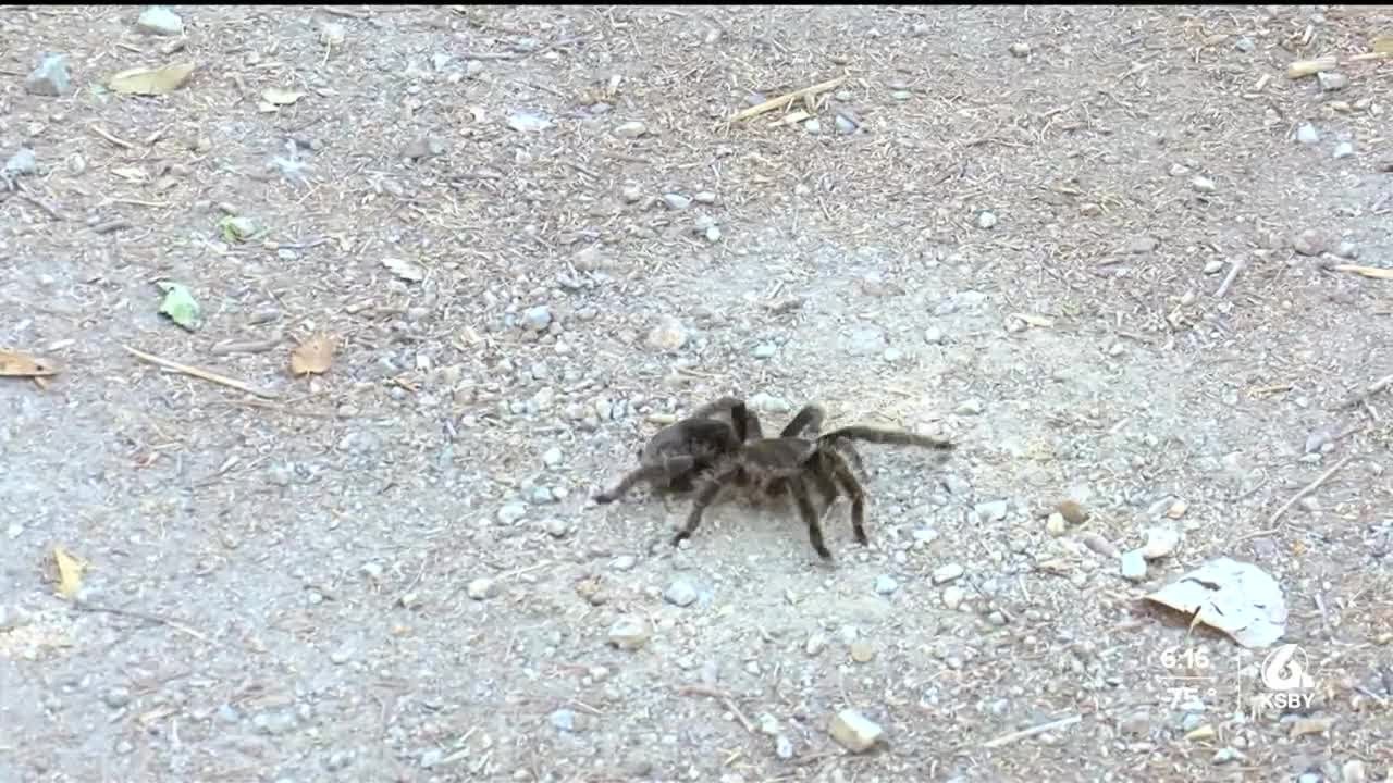 What to know about tarantula mating season - YouTube