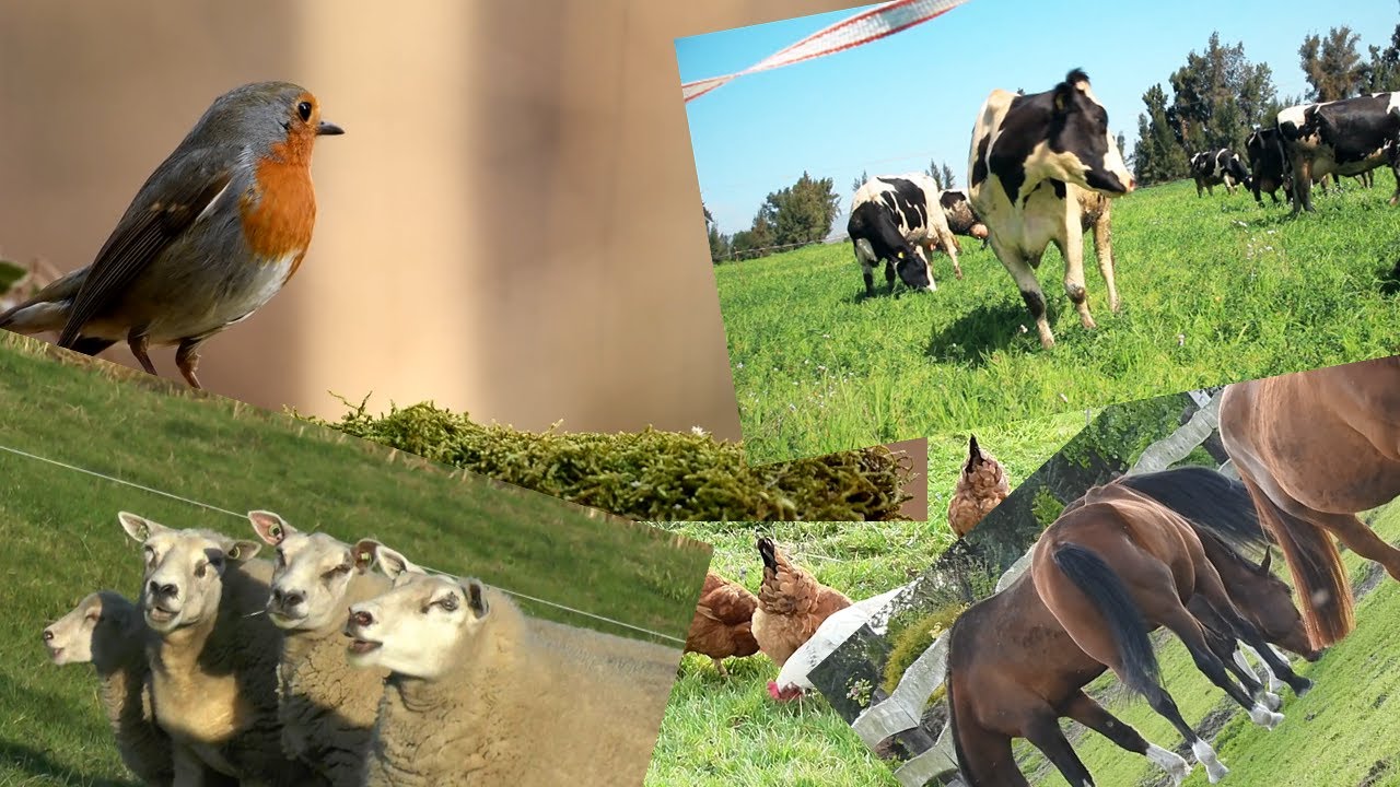 Learning animals for kids and toddlers. Kids can learn animals with ...