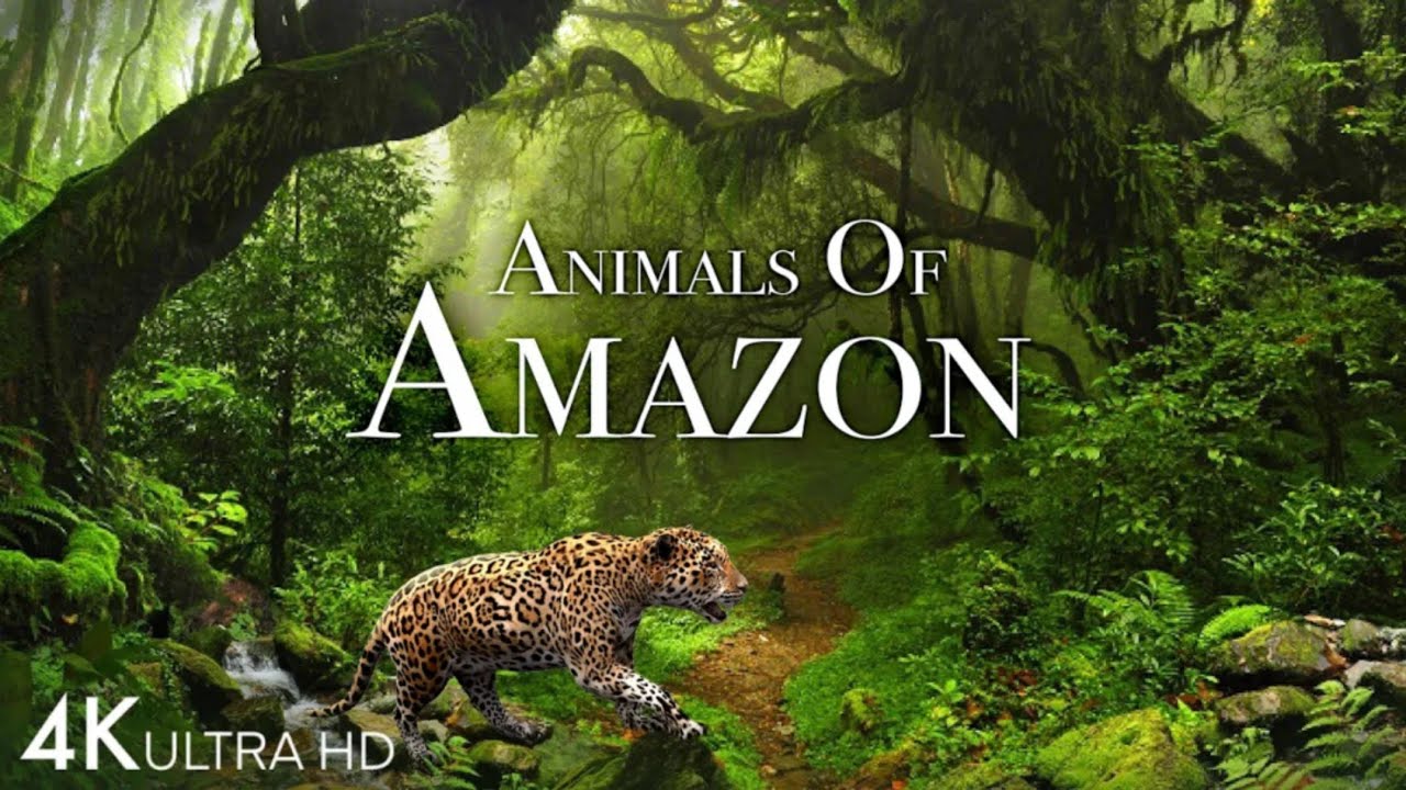 The Amazon Rainforest: Nature's Treasure Trove of Wildlife #video - YouTube