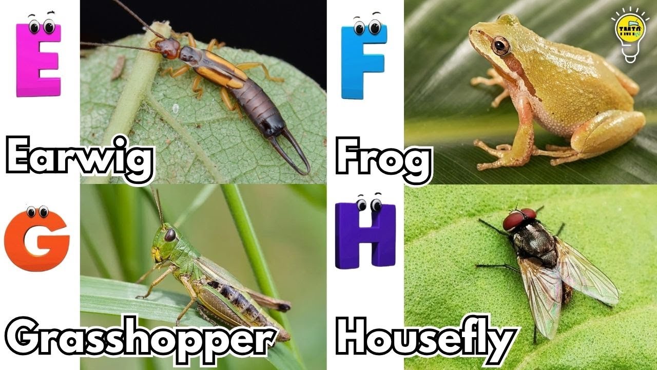 Abc Insect Song | A to Z Insects Song | Insects Alphabet song | Phonics ...