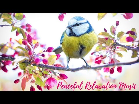 Beautiful Relaxing Music - 5 min Peaceful Piano Along With Beautiful Nature Videos 4K UHD