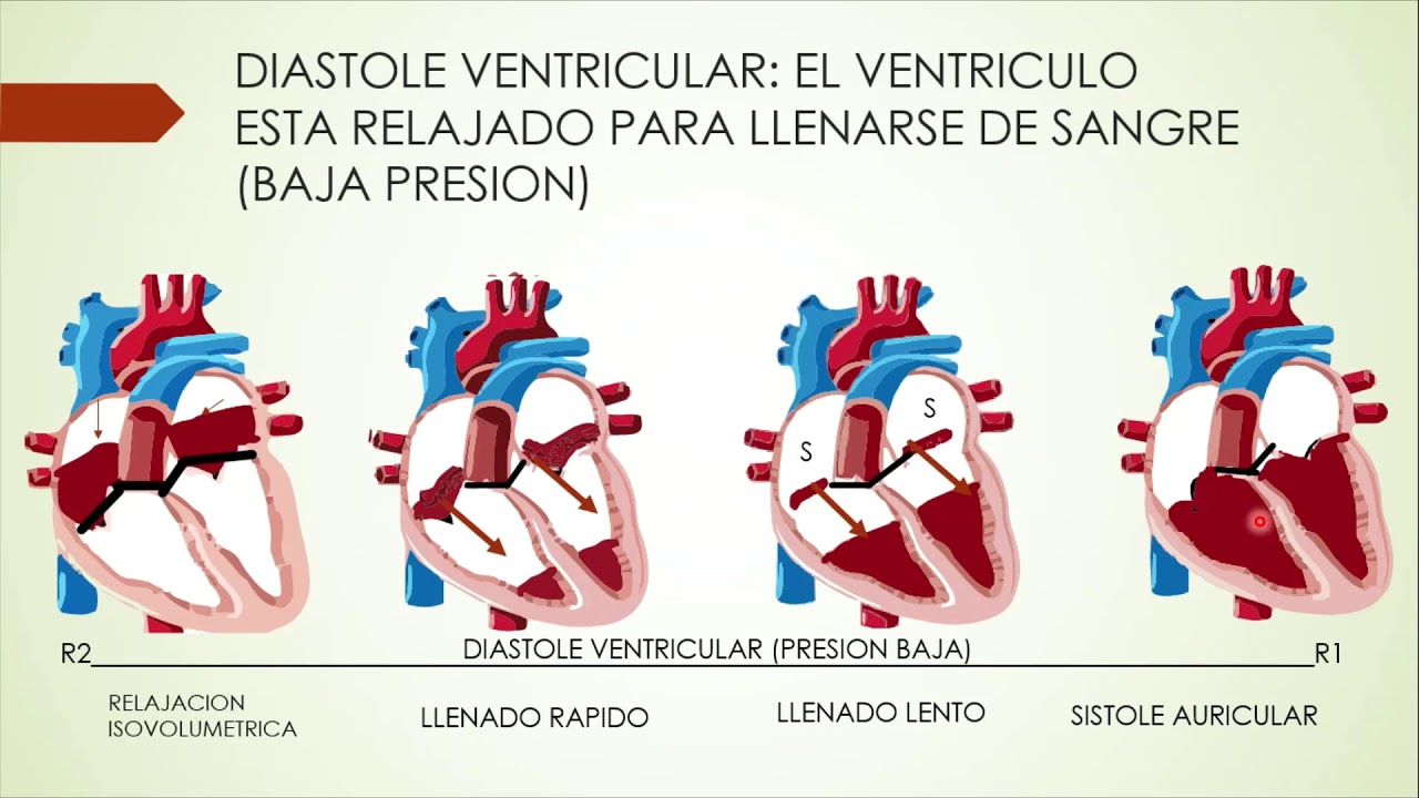 CICLO CARDIACO FÁCIL.R3.R4. CLICK Y CHASQUIDOS. - YouTube