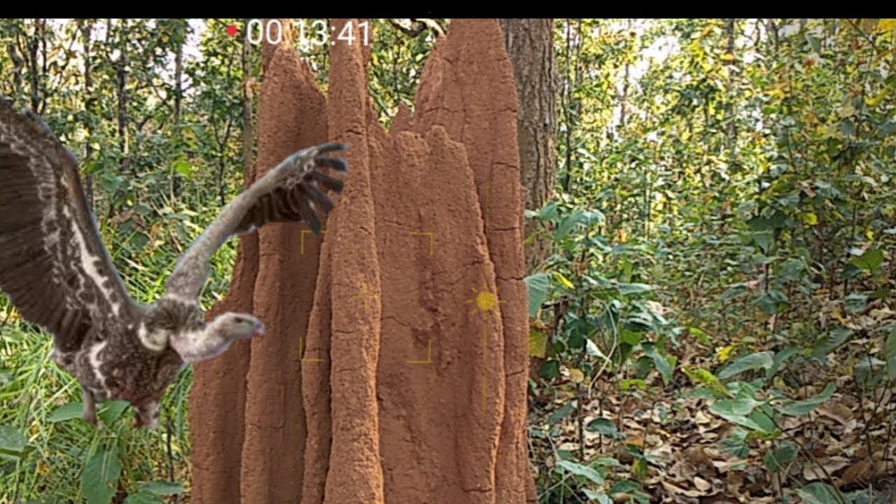 Jangal safari new film 2020 - YouTube