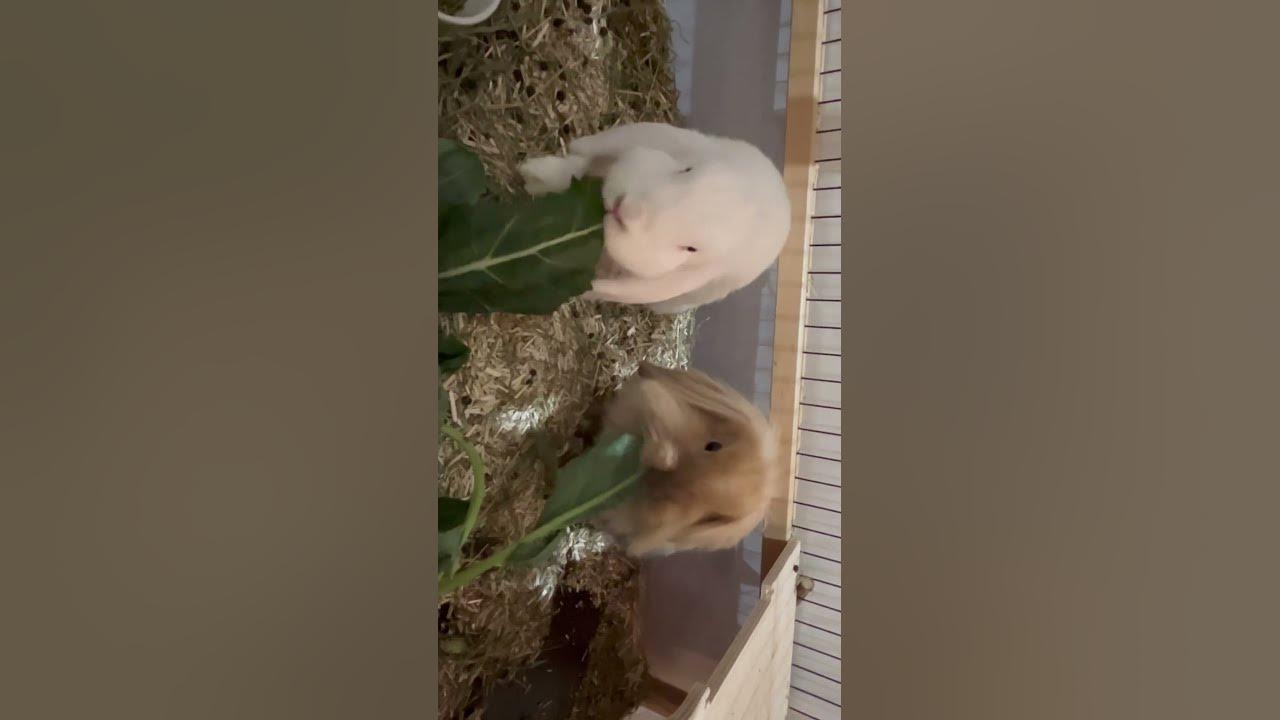 Dudu und Bubu♥️ ️ - YouTube