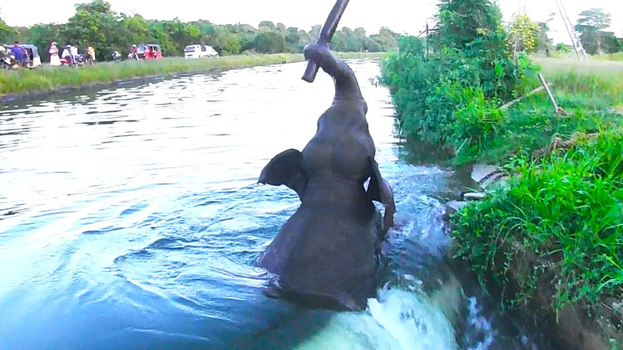 Drowning and swept elephant stranded in river rescued | Wildlife ...