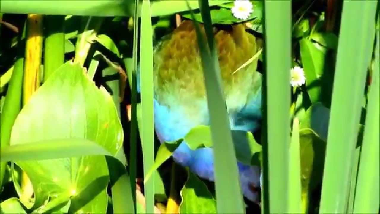 Pollona azul (Porphyrio martinica) Una historia preocupante. - YouTube