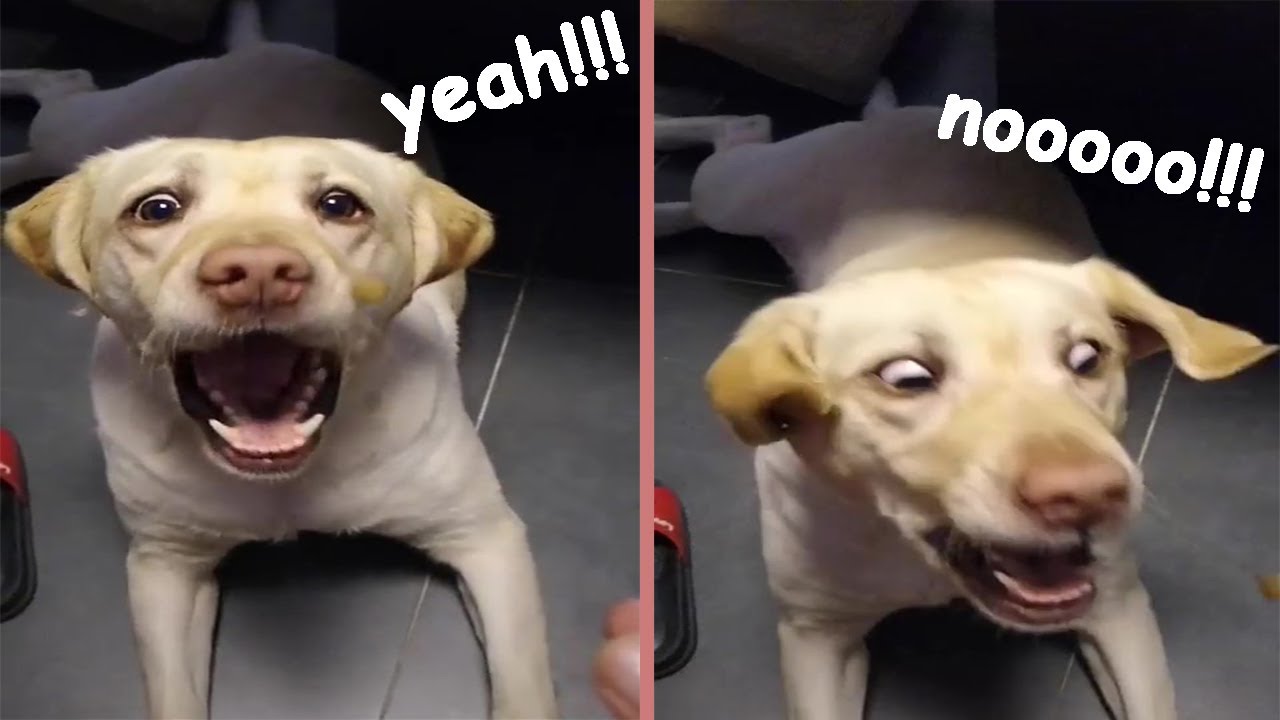 Labrador Retriever Dog Fails to Catch a Treat - YouTube