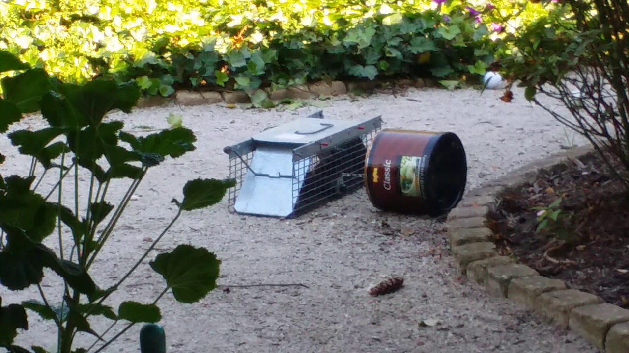 Ground squirrel capture - YouTube