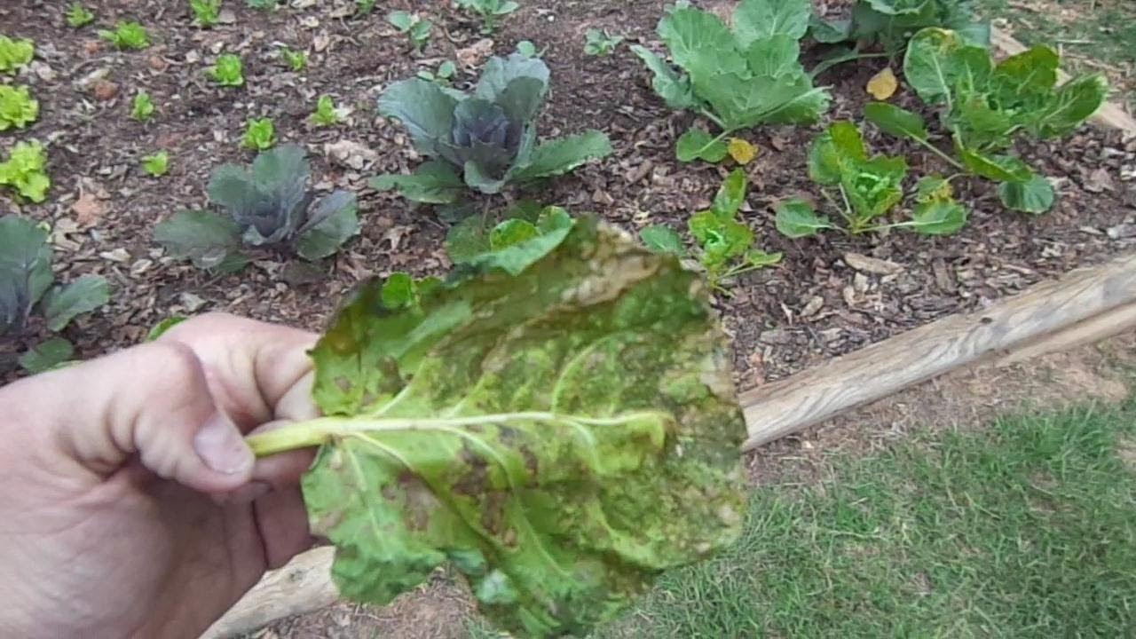 EMERGENCY! Pests, Insects, Mold, Burnt Leafs - YouTube