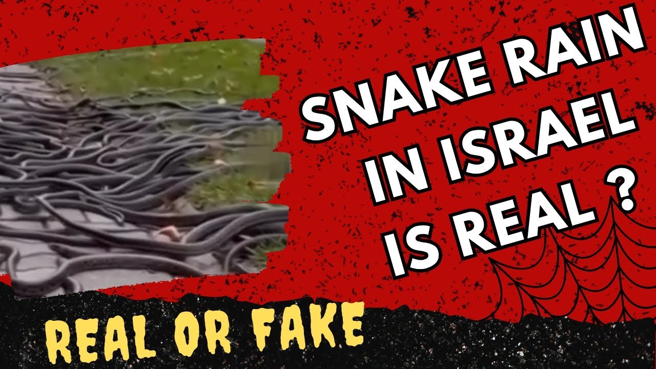 Snake Rain in Israel Real or Fake | Snake Rain in Israel is Real ...