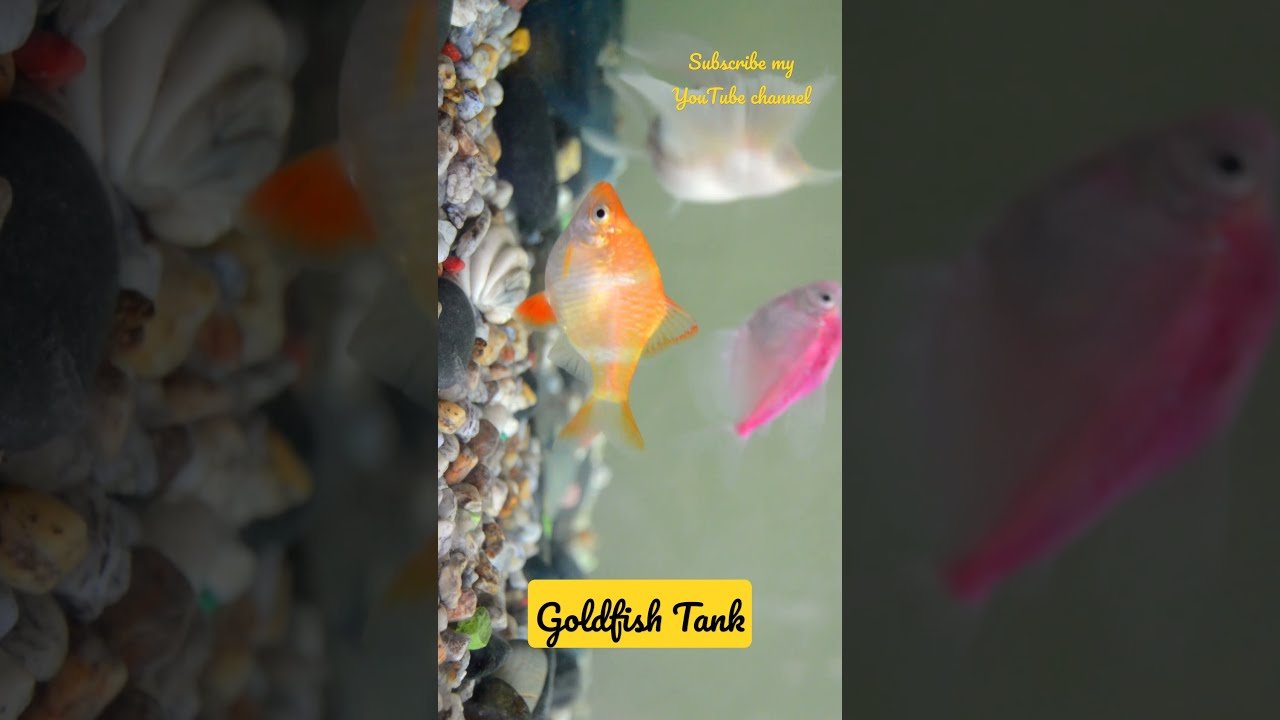 Goldfish tank mates/ colourful widow fish with Goldfish/ #aquarium # ...