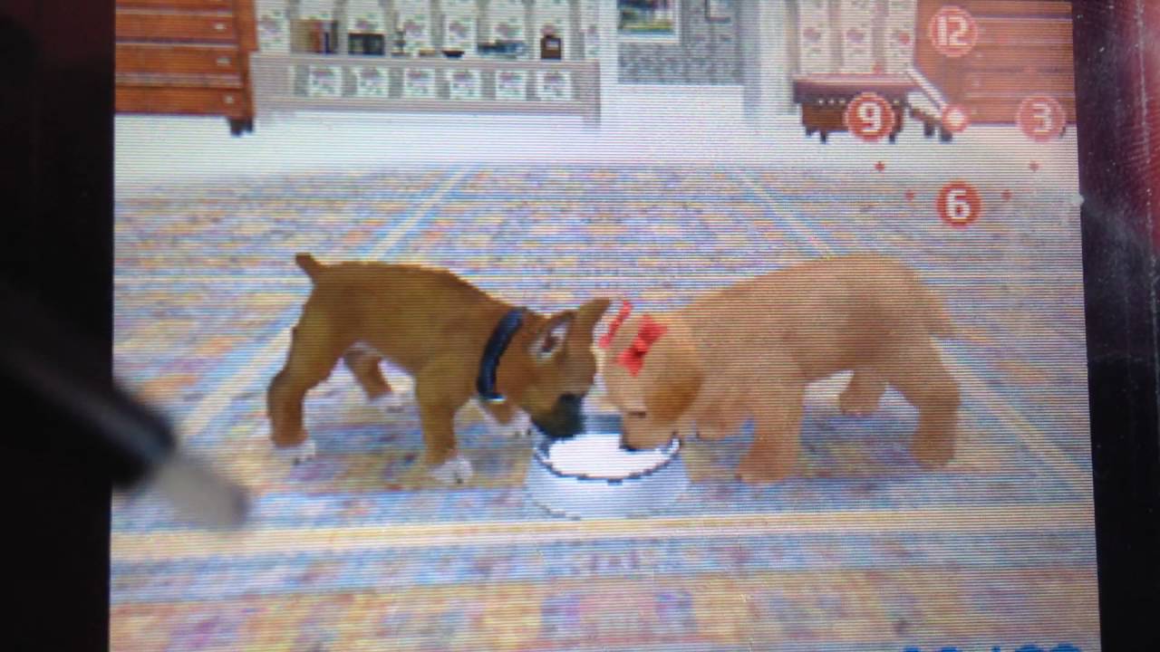 Présentation de mes chiot de Nintendogs+Cats est Nintendogs - YouTube