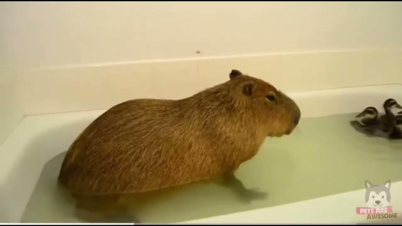 Capybara 🦫 - YouTube