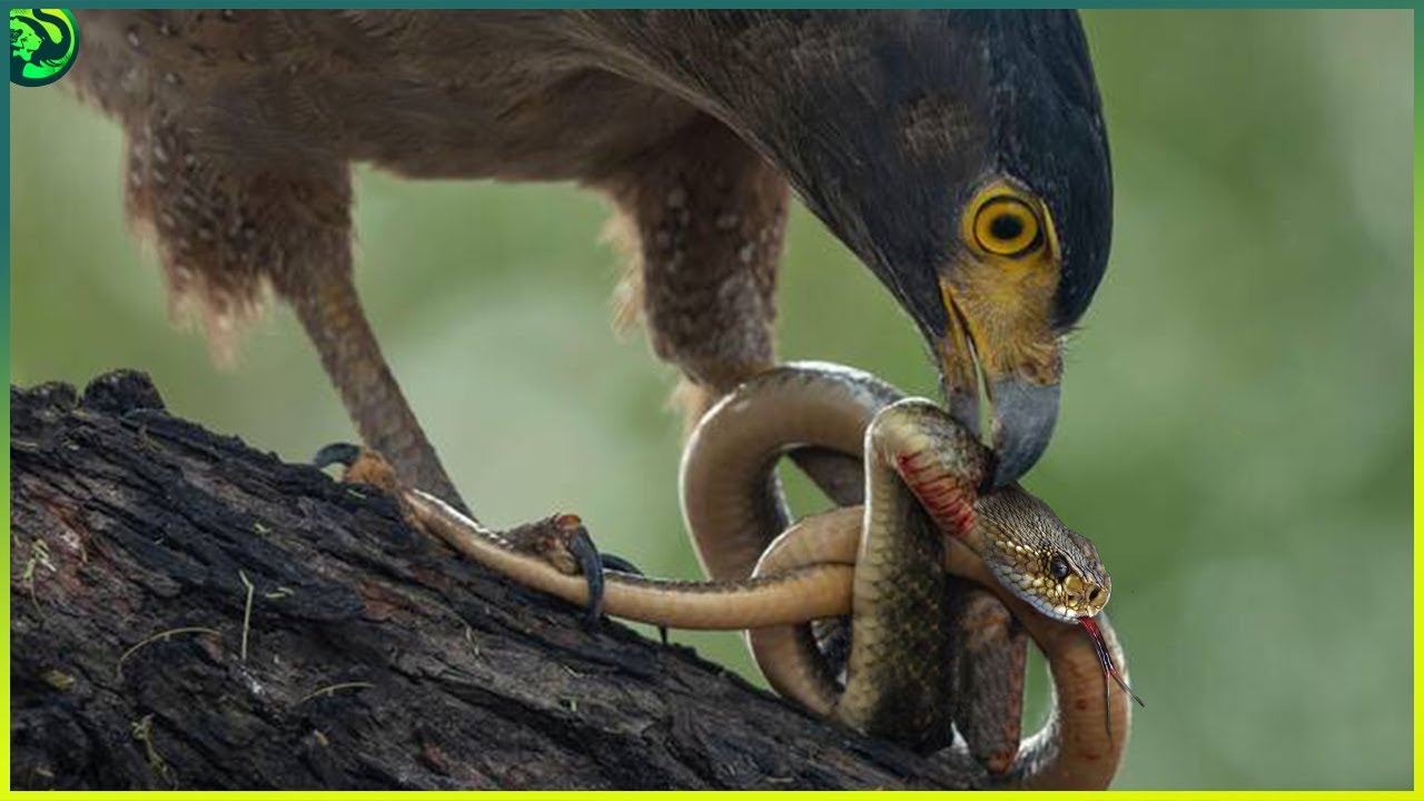 14 Biggest and Worst Enemies of Snakes - YouTube