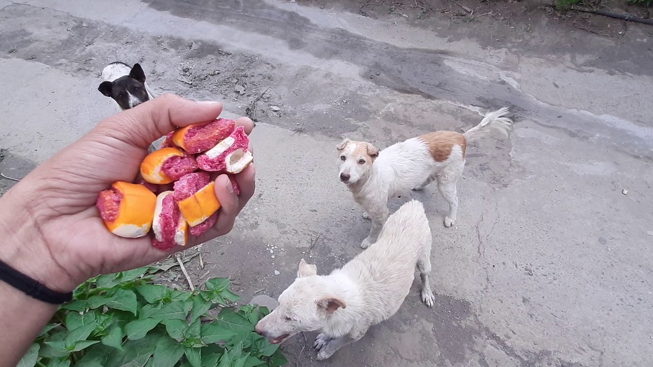 Asong kalye pinakain ko ng tinapay - YouTube