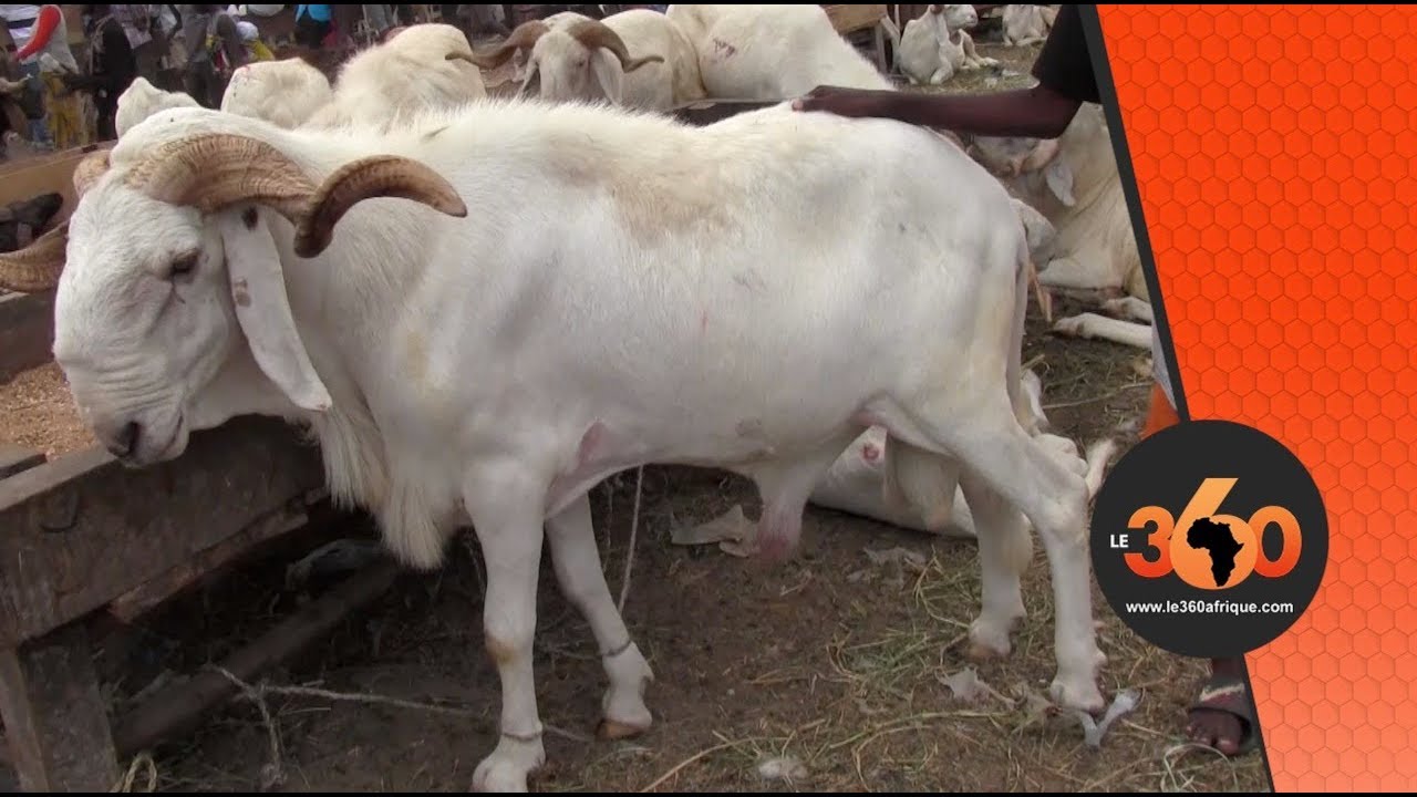 Le360.ma • Côte d’Ivoire- les béliers «Bali-Bali» et «Tchad», les stars ...
