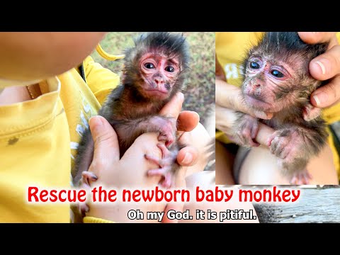 Help the poor monkey who has been abused and abused. BILI baby monkey adoption story 100 days ago