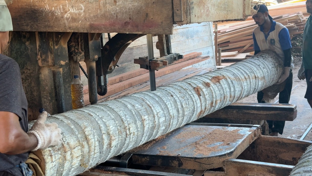 Important Tips for Sawing a Beginner Coconut Tree Revealed - YouTube