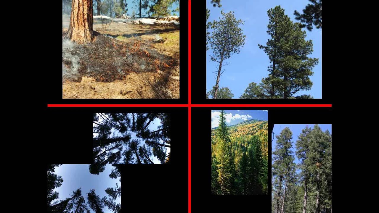 Fuels Management Practices for Ponderosa Pine Dry Mixed Conifer Forests ...