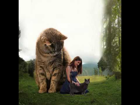 Kingdom of Cats - photo manipulation - YouTube
