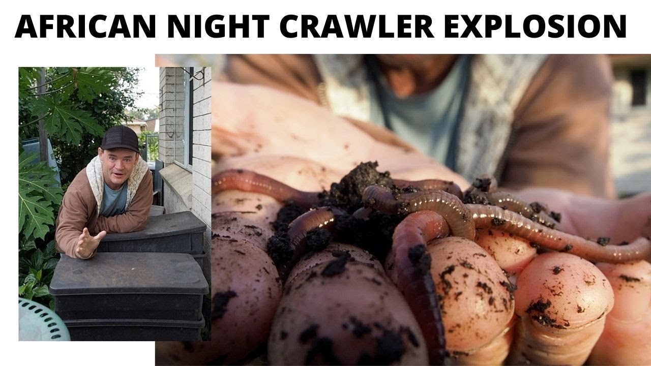 African Night Crawler Worms "EXPLODING NUMBERS"! (STORY 31) - YouTube
