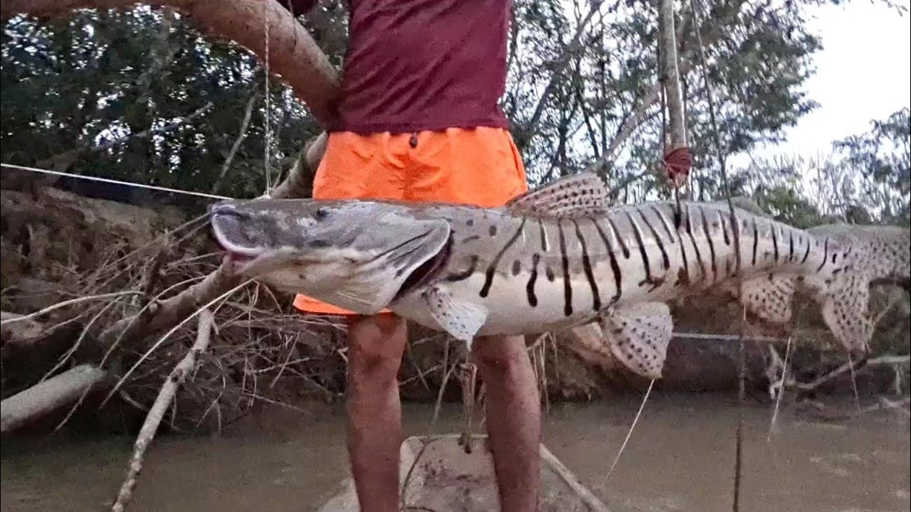pesca de bagre rayado de 13 libras y bagre sapos en el rio Tua segunda ...