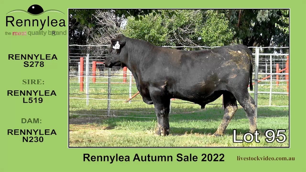 Lot 95 Rennylea March 2022 Sale - YouTube