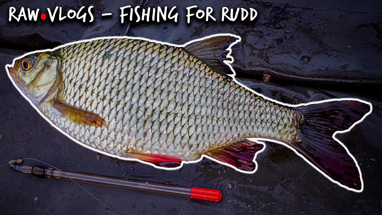 Float fishing for BIG shoals of RUDD - YouTube