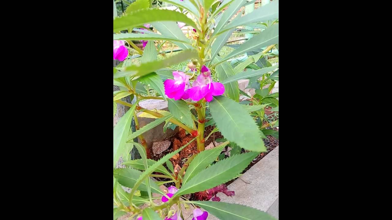 Bunga Pacar Air (Impatiens balsamina Linn) - YouTube