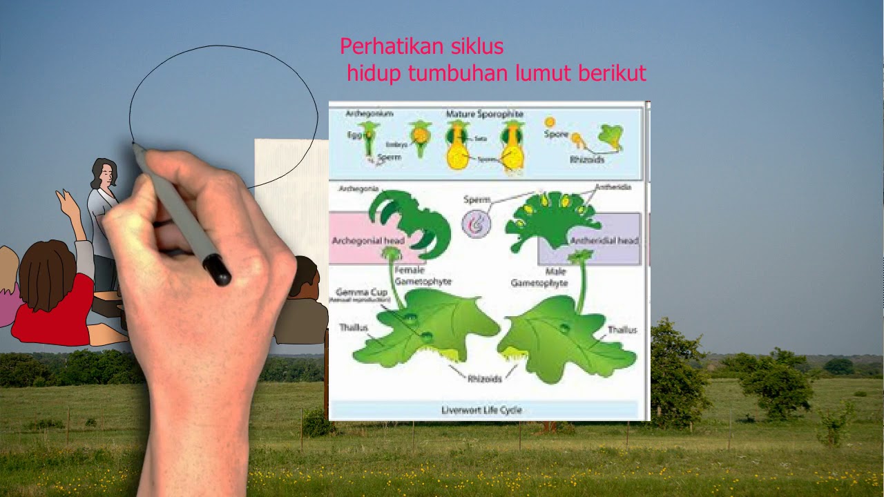 Reproduksi Tumbuhan Lumut (Bryophyta) - YouTube