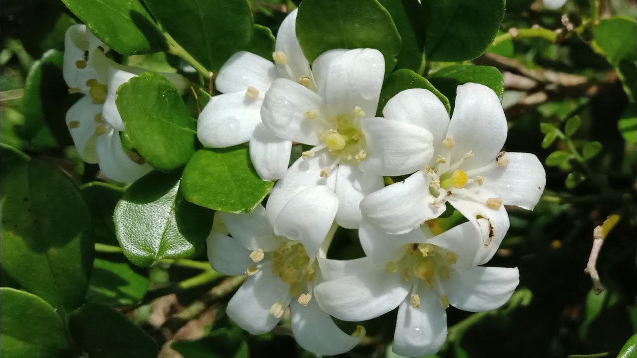 10 Most Fragrant Flowers I Bunga Wangi / Harum I Scented Garden I ...