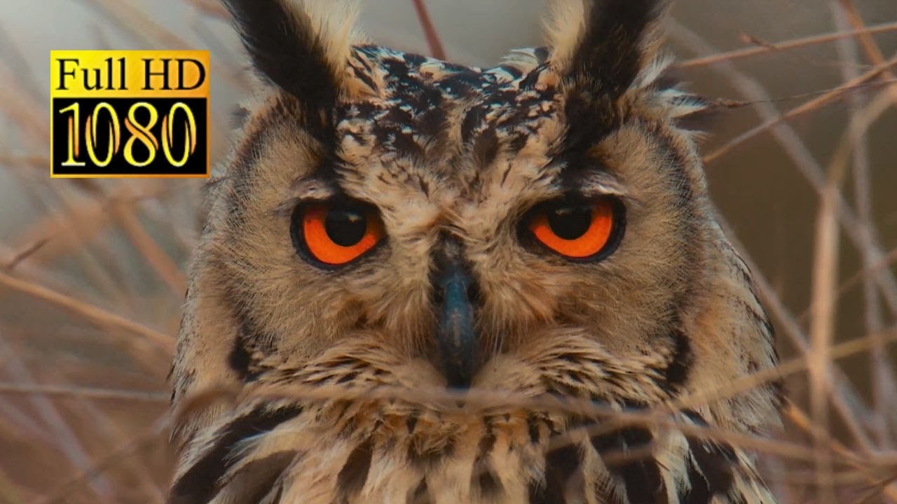 Rock Eagle Owl | 240 FPS | Full HD - YouTube
